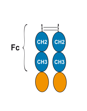efruxifermin-drug information-NextBiopharm™-ByDrug-Pharmcube Database